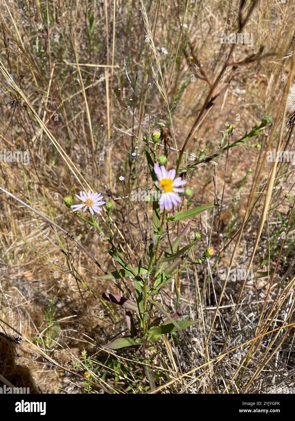 American asters (Symphyotrichum Stock Photo - Alamy