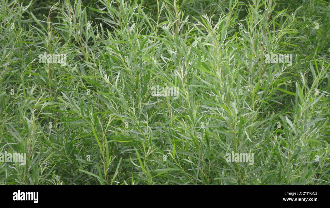 interior sandbar willow (Salix interior Stock Photo - Alamy