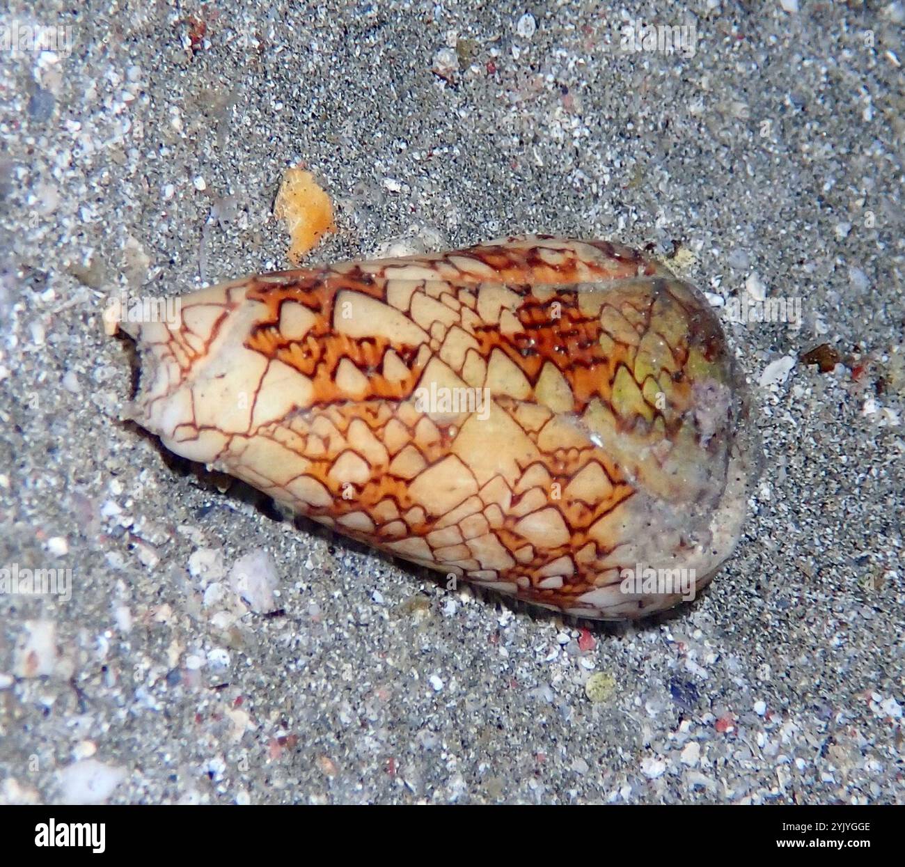 Textile Cone (Conus textile Stock Photo - Alamy