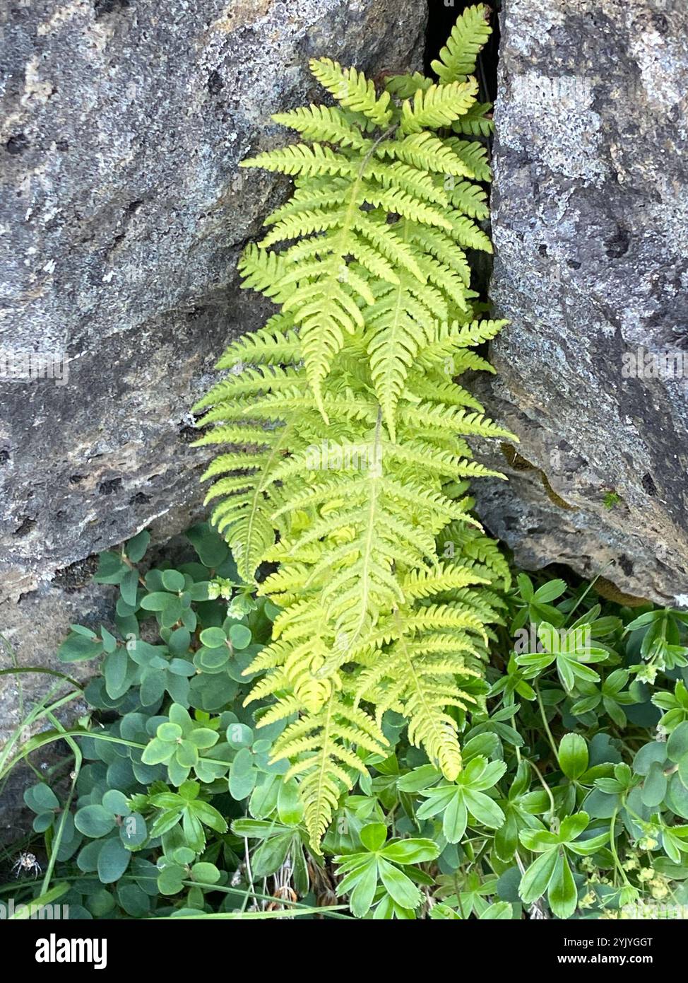 long beech fern (Phegopteris connectilis Stock Photo - Alamy
