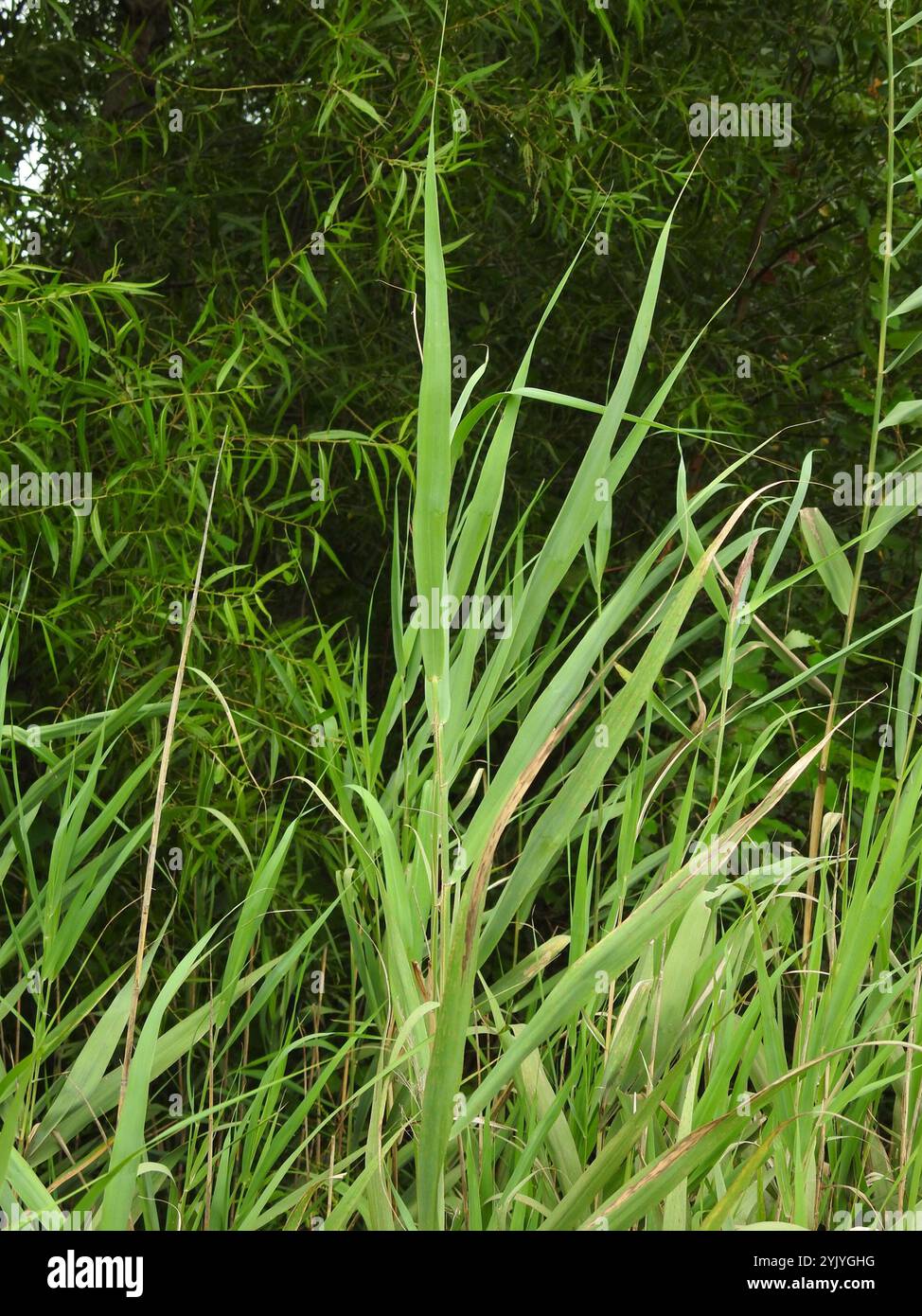 common reed (Phragmites australis Stock Photo - Alamy