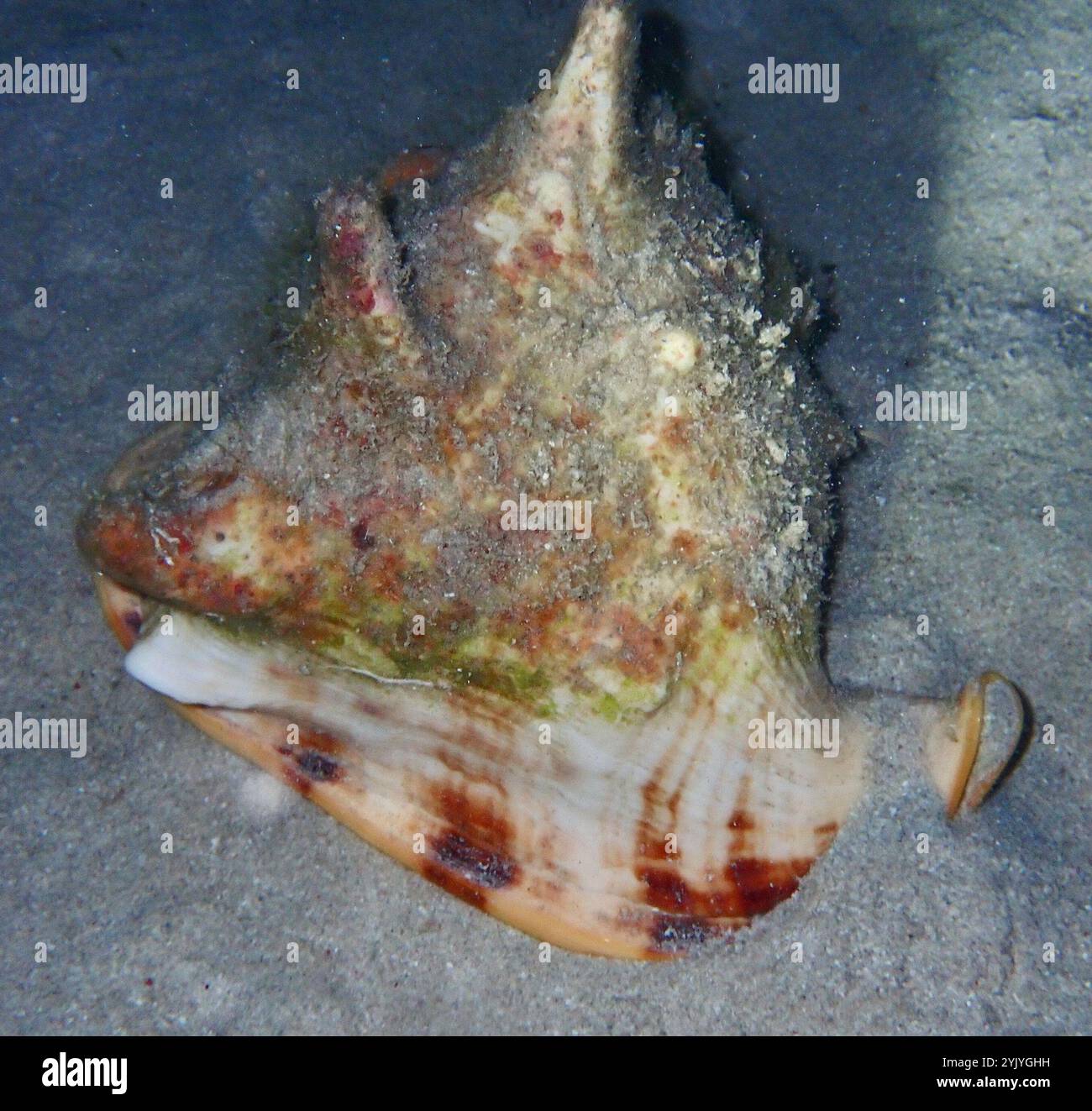 Horned Helmet Snail (Cassis cornuta Stock Photo - Alamy