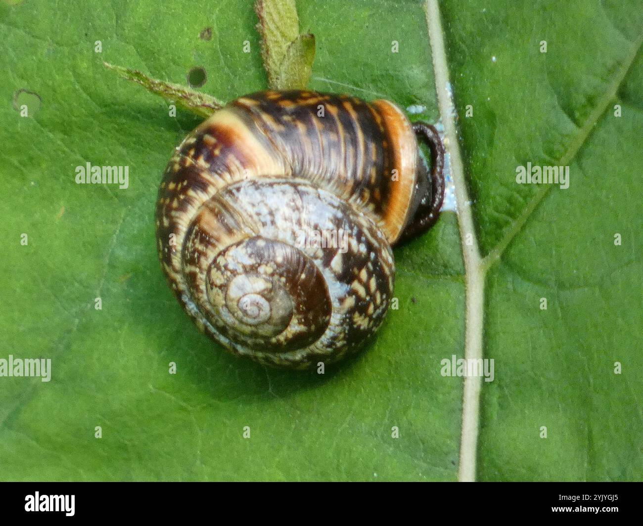 Copse Snail (Arianta arbustorum Stock Photo - Alamy