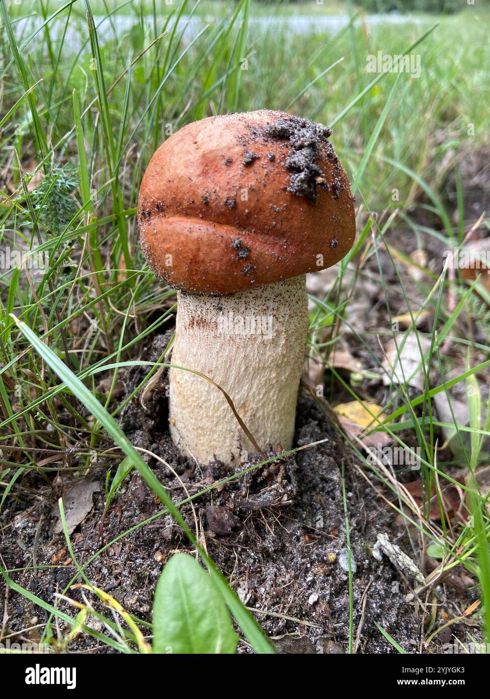 Red-capped Scaber Stalk (Leccinum aurantiacum Stock Photo - Alamy