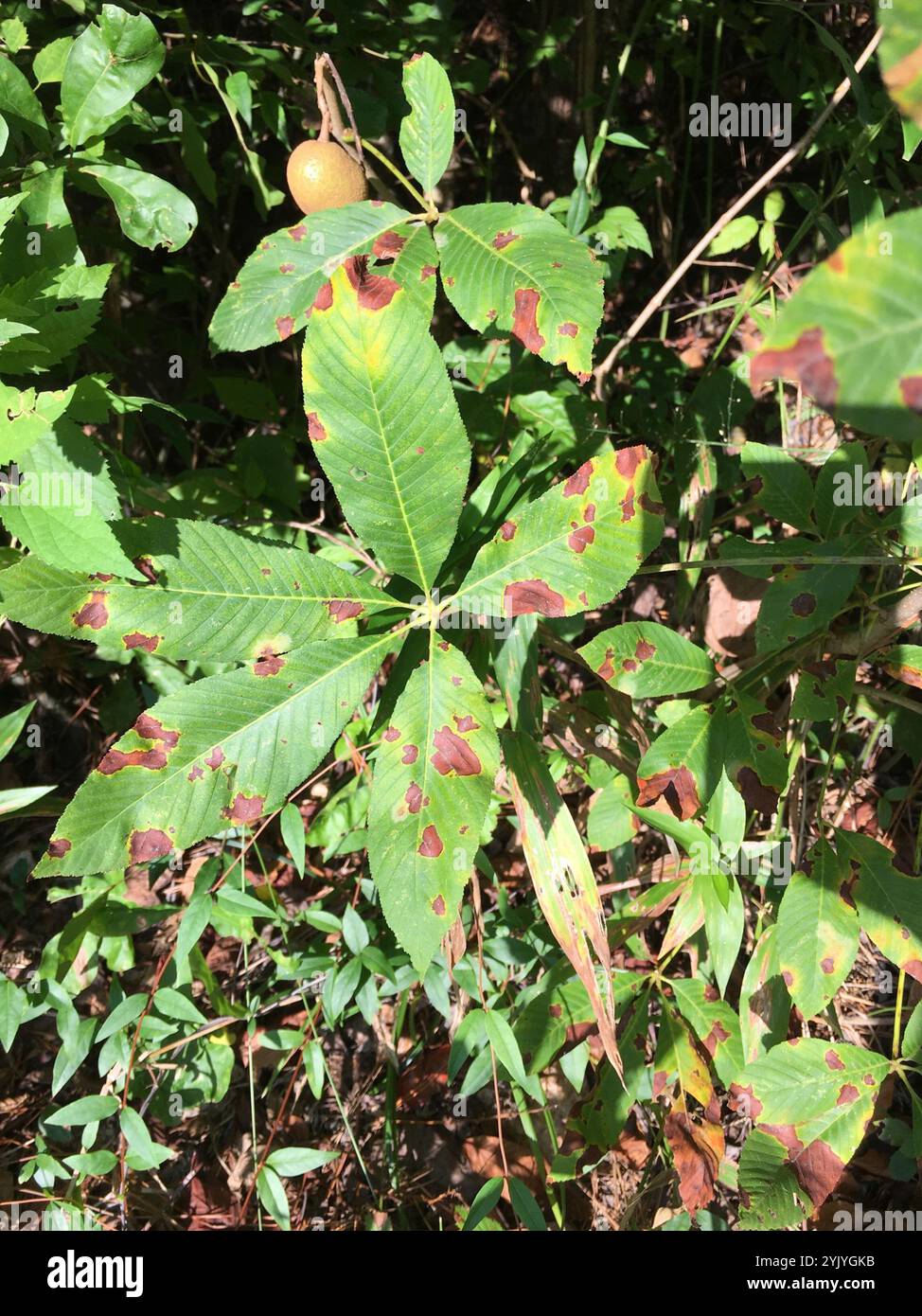 painted buckeye (Aesculus sylvatica Stock Photo - Alamy