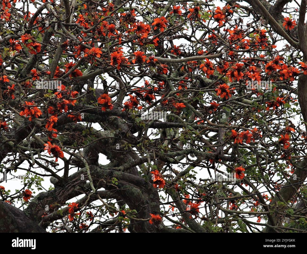 South African Coral Tree (Erythrina caffra Stock Photo - Alamy