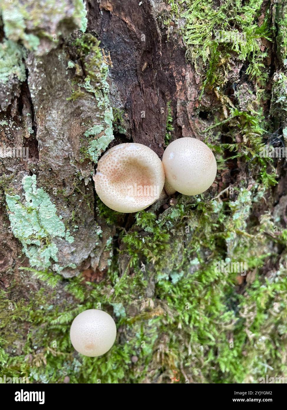 Pear-shaped Puffball (Apioperdon pyriforme Stock Photo - Alamy