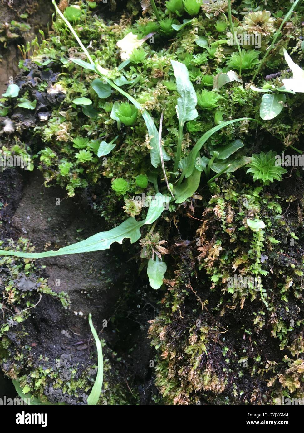 walking fern (Asplenium rhizophyllum Stock Photo - Alamy