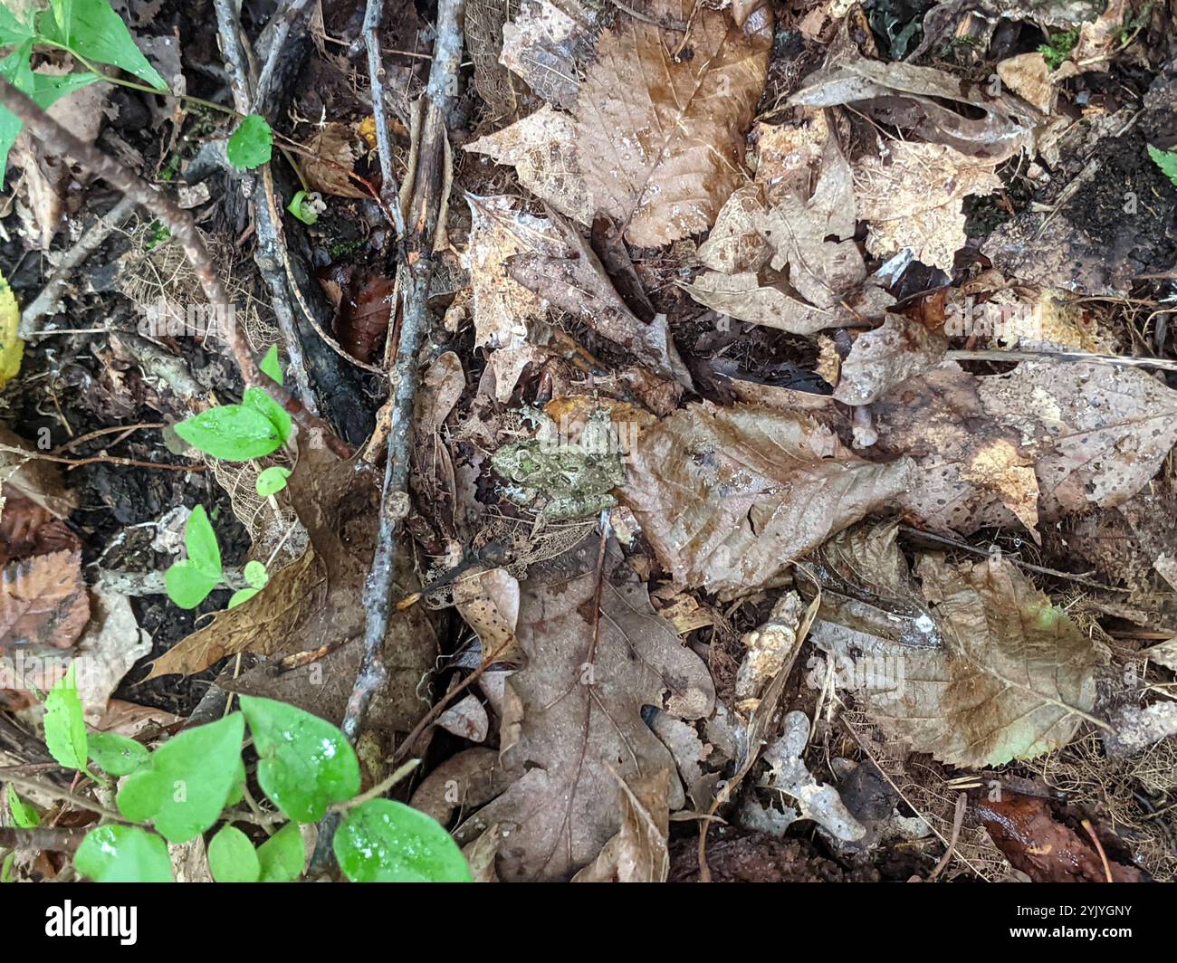Northern Cricket Frog (Acris crepitans Stock Photo - Alamy
