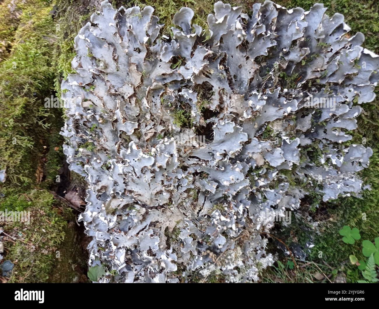 scaly pelt lichen (Peltigera praetextata Stock Photo - Alamy
