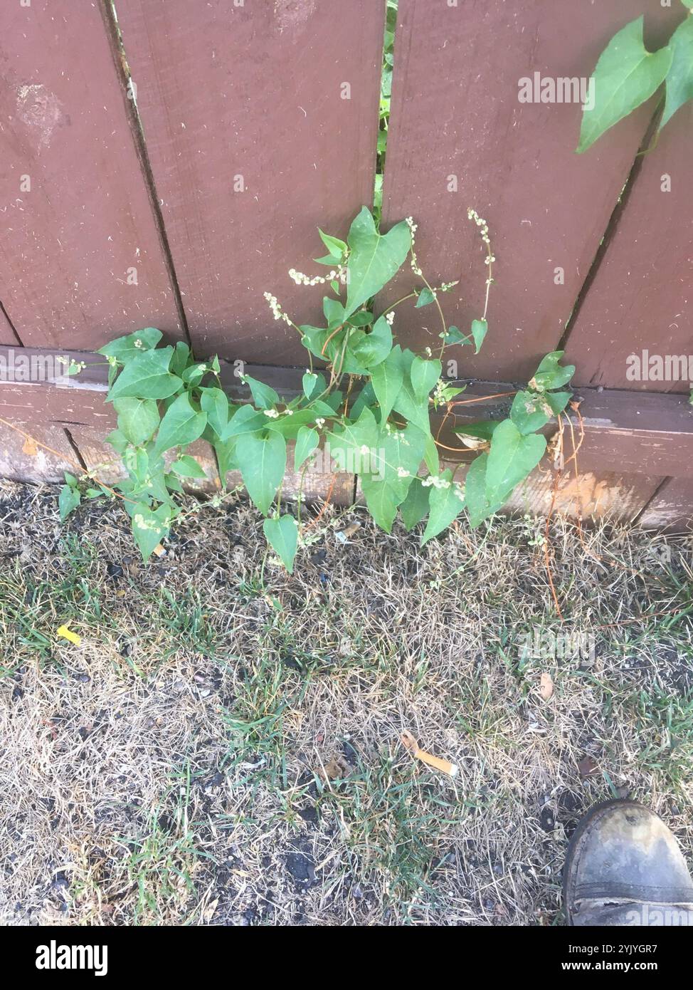 Black-bindweed (Fallopia convolvulus Stock Photo - Alamy
