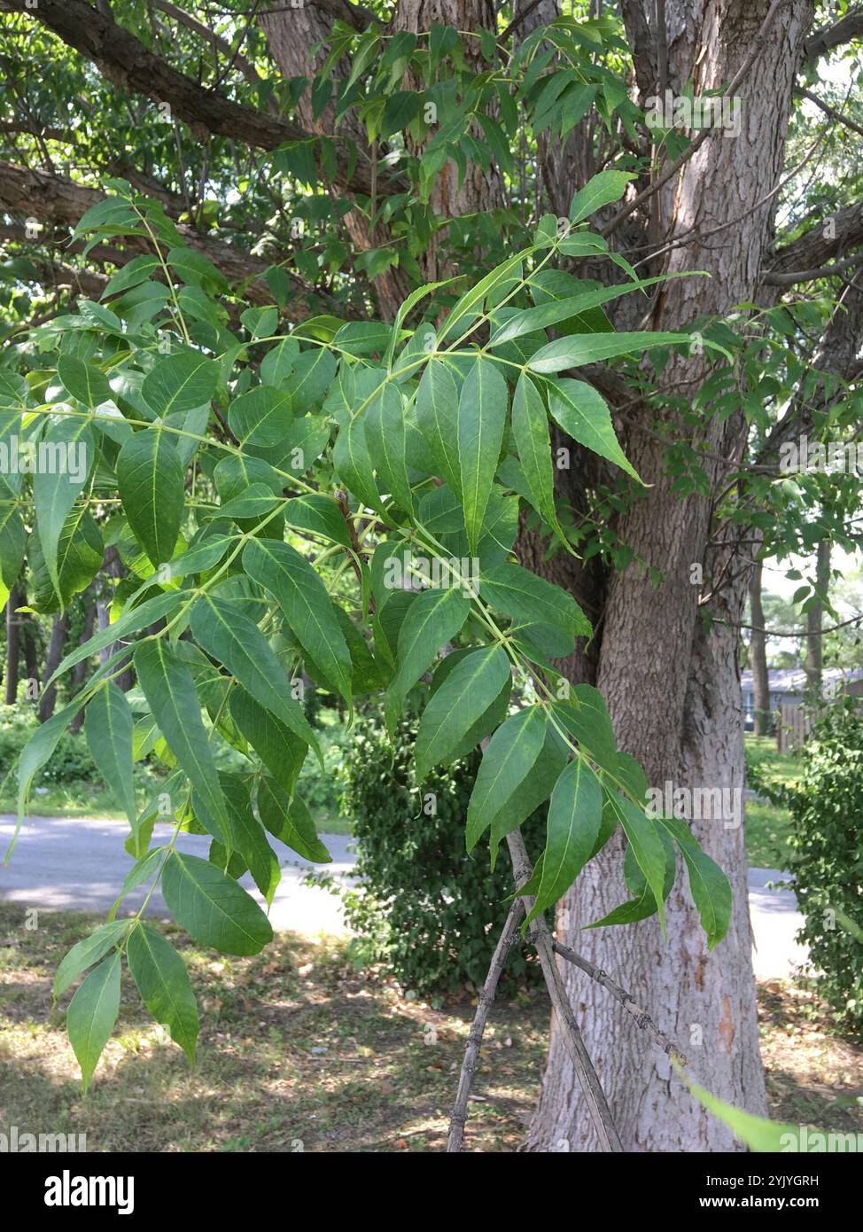 blue ash (Fraxinus quadrangulata Stock Photo - Alamy