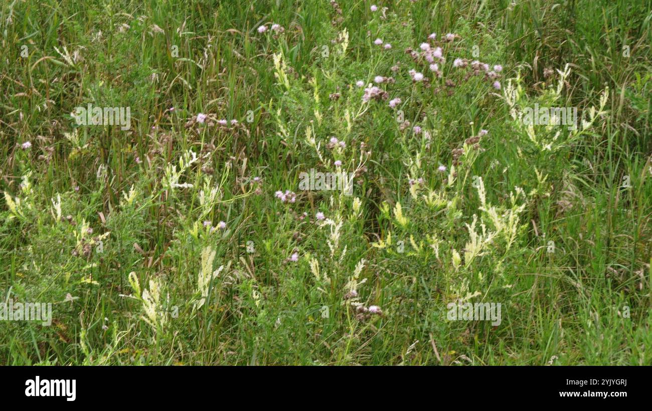 Bacterial Speck (Pseudomonas syringae Stock Photo - Alamy