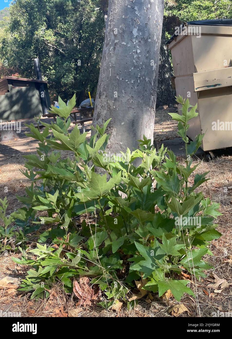 western sycamore (Platanus racemosa Stock Photo - Alamy