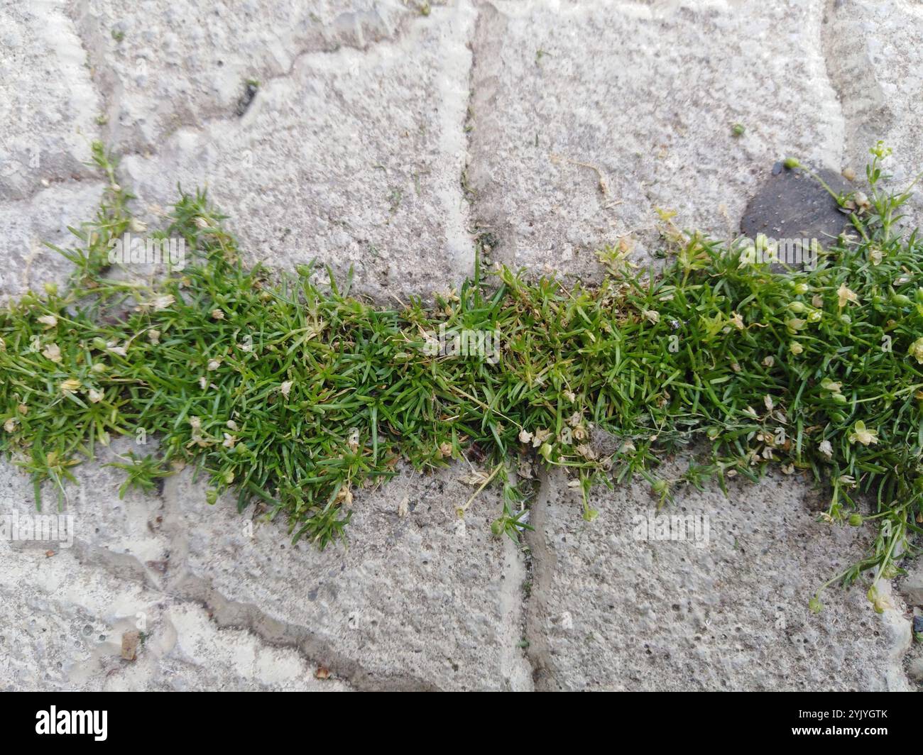 Procumbent Pearlwort (Sagina procumbens Stock Photo - Alamy