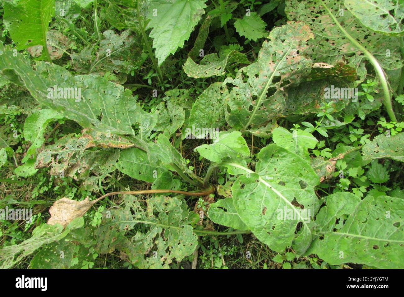 Amphibious Yellowcress (Rorippa amphibia Stock Photo - Alamy