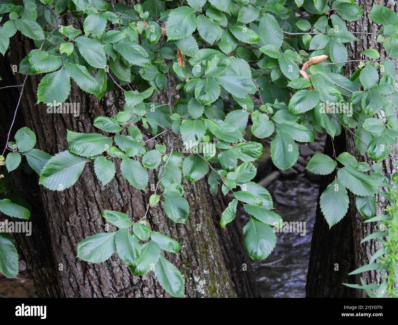 American elm (Ulmus americana Stock Photo - Alamy