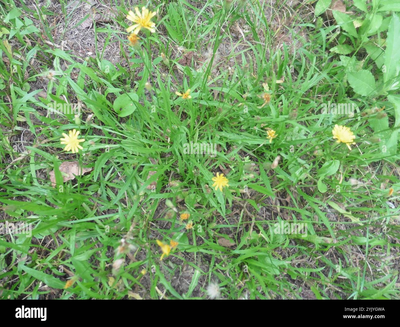 Autumn Hawkbit (Scorzoneroides autumnalis Stock Photo - Alamy