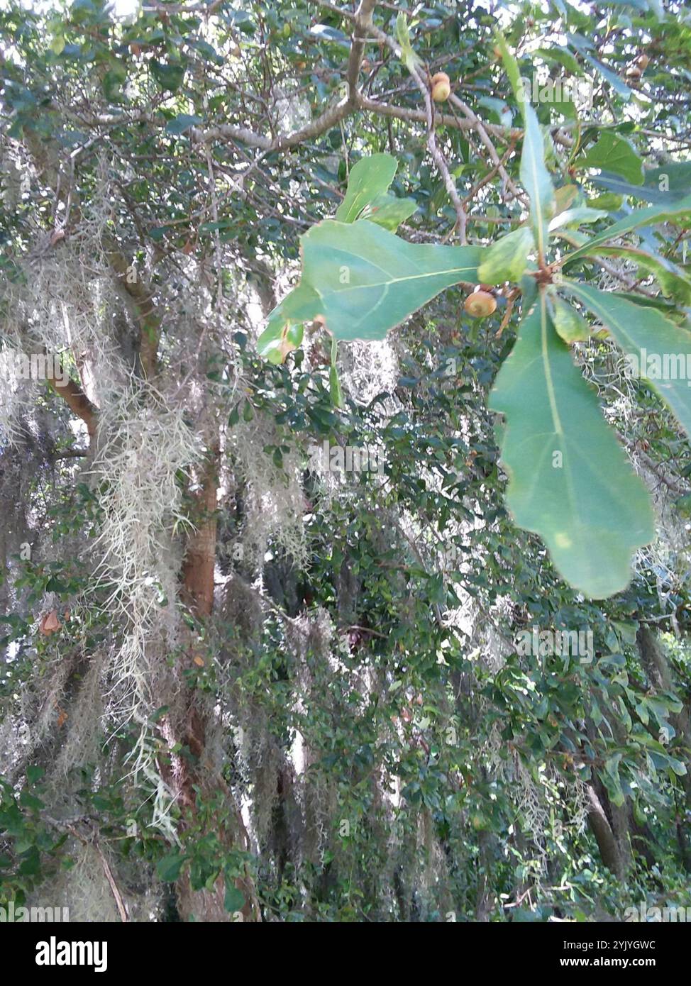 water oak (Quercus nigra Stock Photo - Alamy