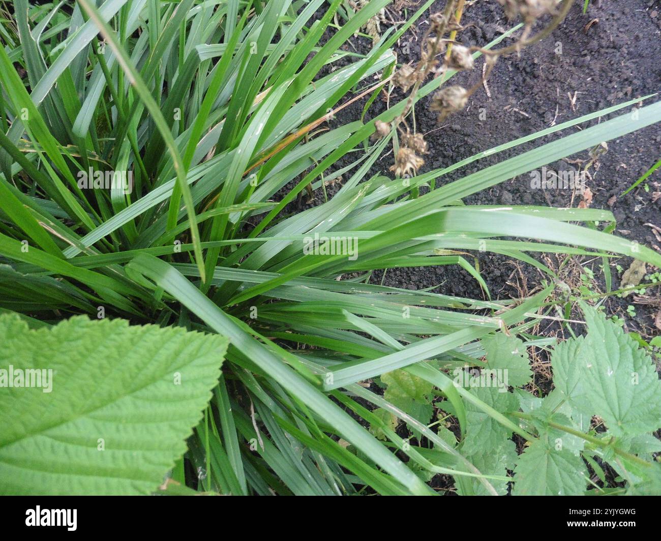 tall fescue (Lolium arundinaceum Stock Photo - Alamy