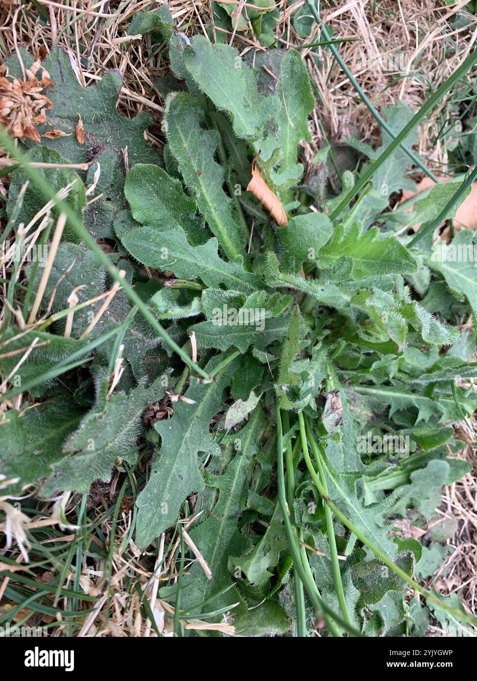 Common Cat's-ear (Hypochaeris radicata Stock Photo - Alamy