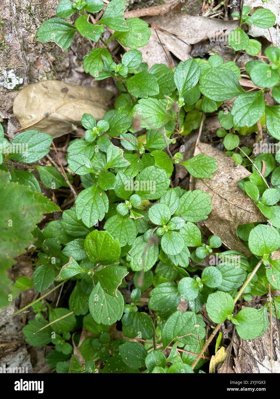 Twinflower (Linnaea borealis Stock Photo - Alamy