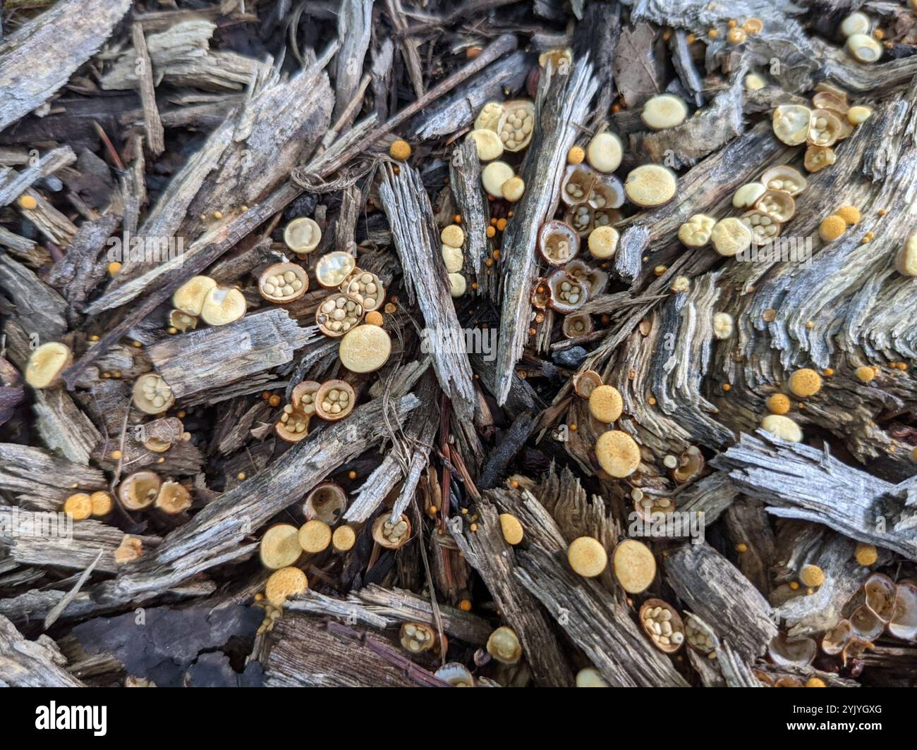 common bird's nest fungus (Crucibulum laeve Stock Photo - Alamy