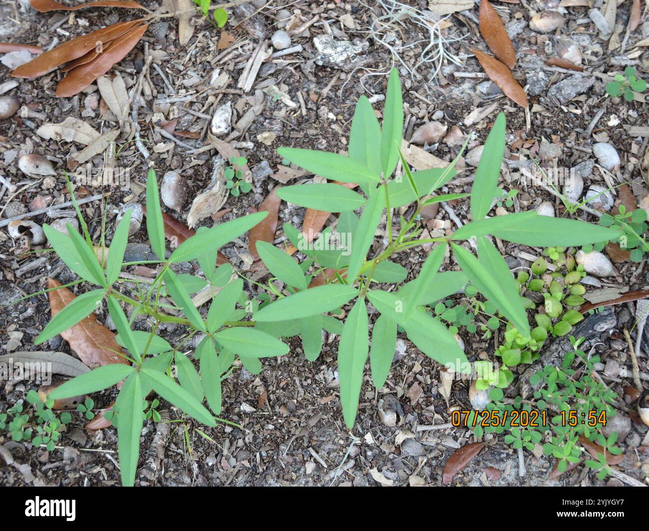lanceleaf rattlebox (Crotalaria lanceolata Stock Photo - Alamy