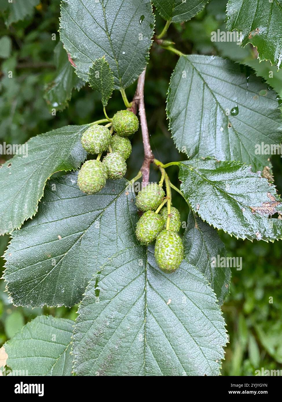 grey alder (Alnus incana Stock Photo - Alamy