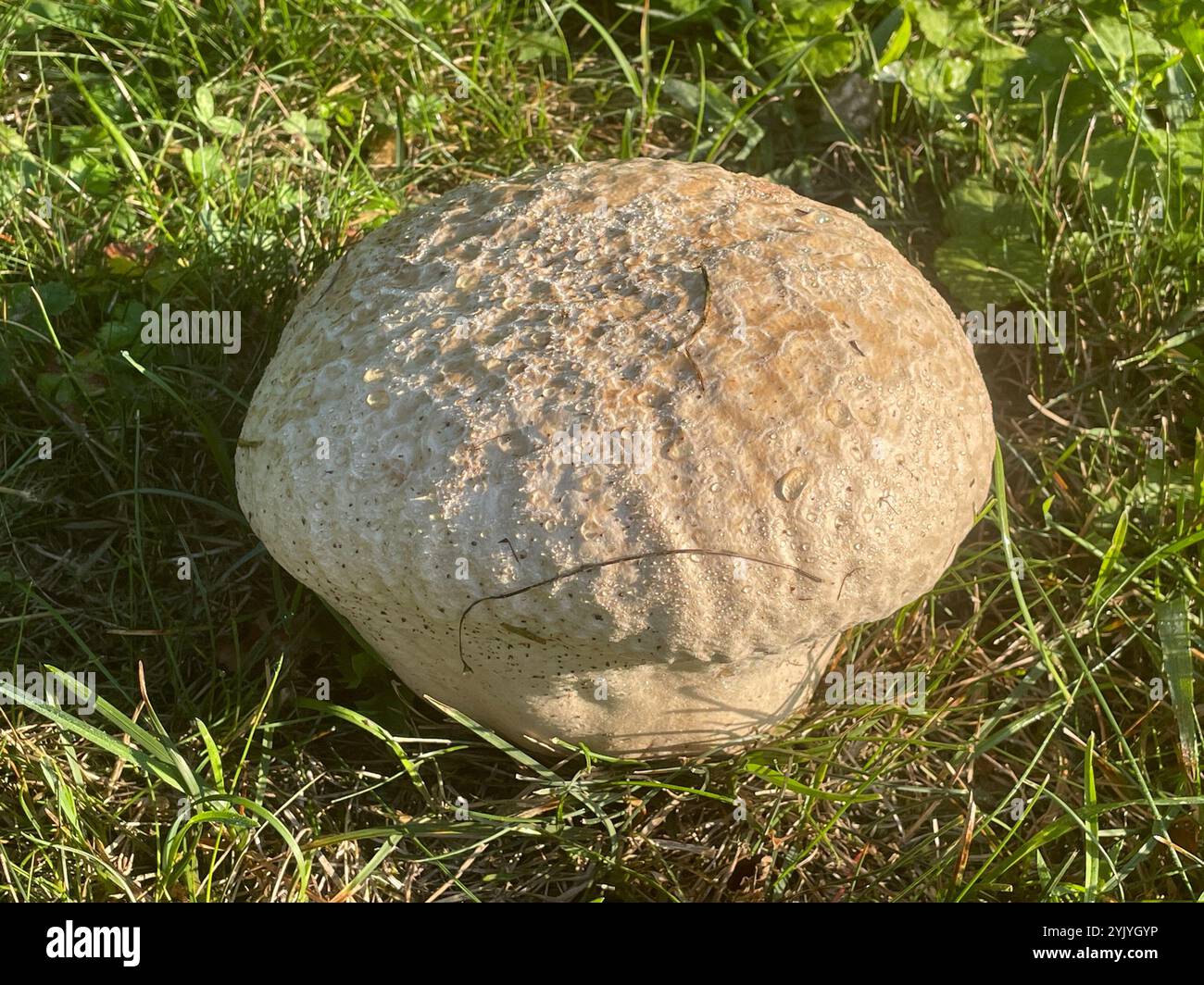 Brain puffball (Calvatia craniiformis Stock Photo - Alamy