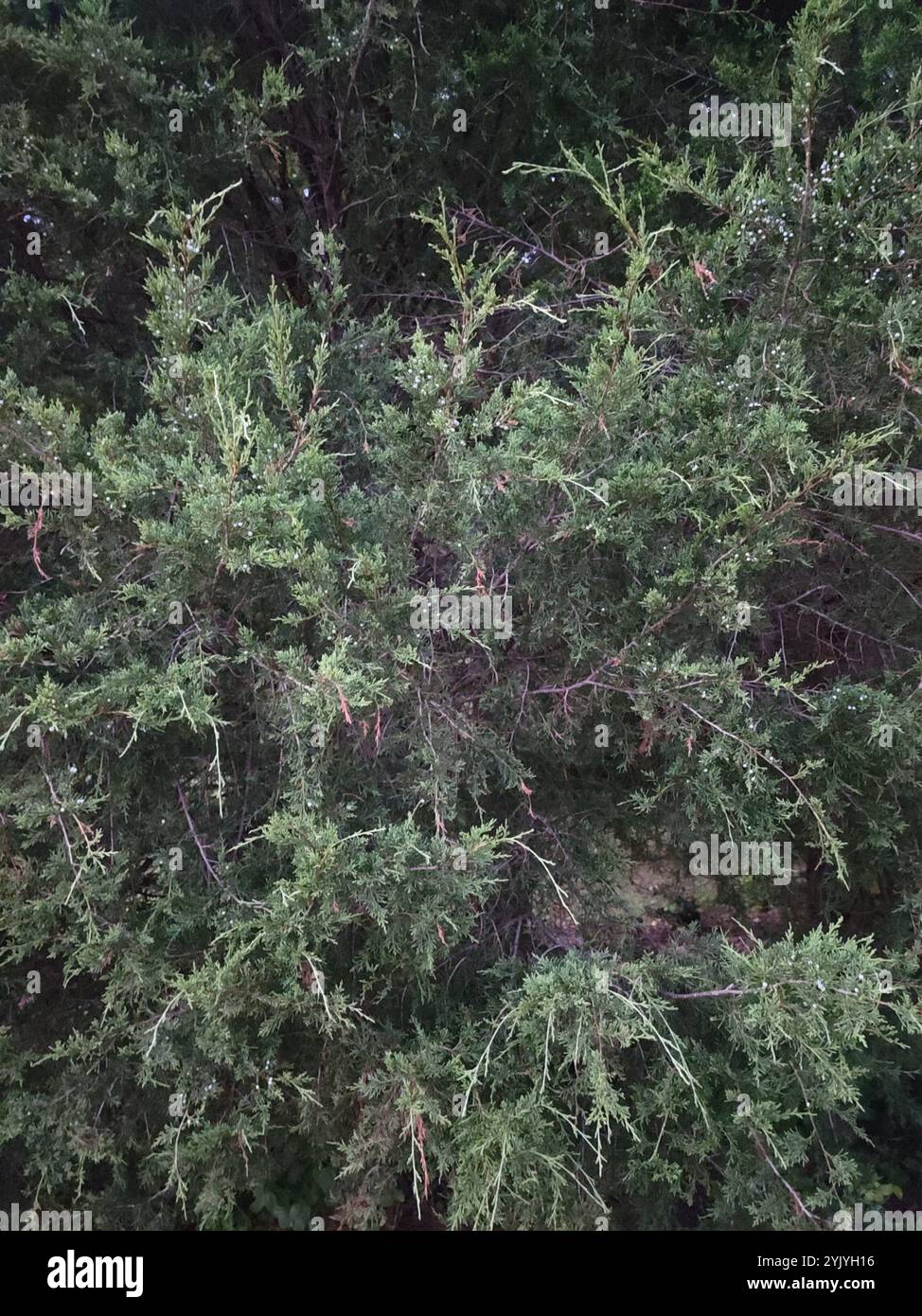 eastern redcedar (Juniperus virginiana Stock Photo - Alamy