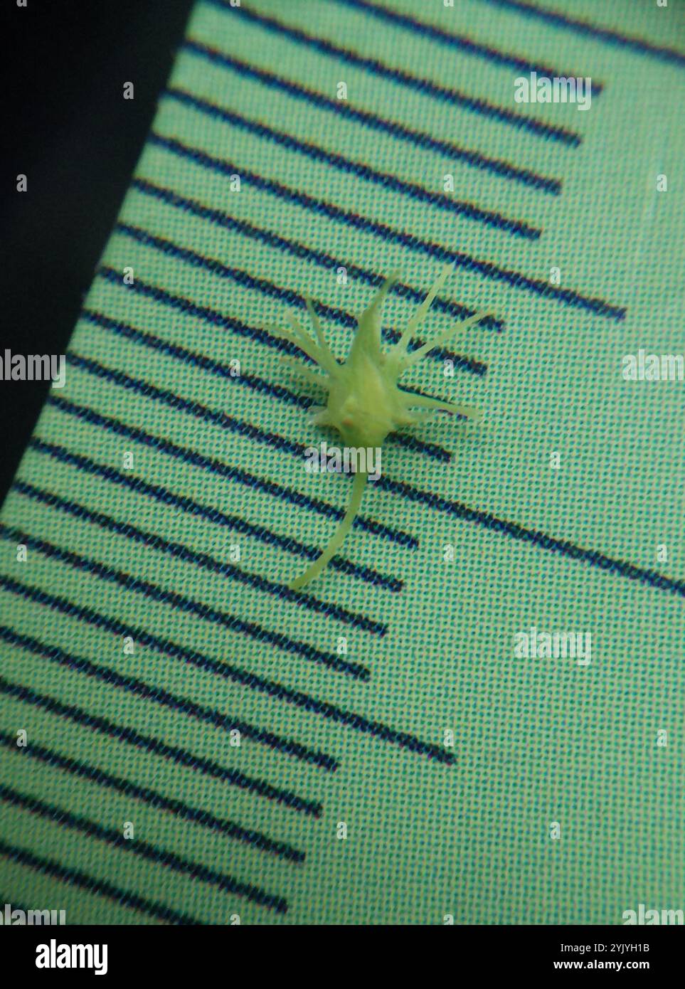 Golden Dock (Rumex maritimus Stock Photo - Alamy