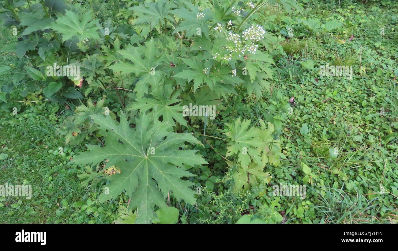 Glade Mallow (Napaea dioica Stock Photo - Alamy