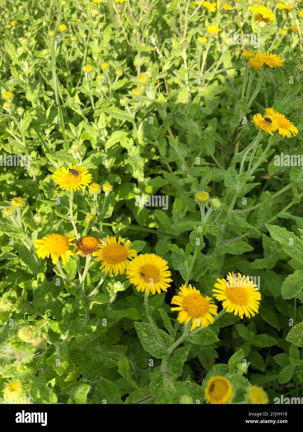 Common Fleabane (Pulicaria dysenterica Stock Photo - Alamy