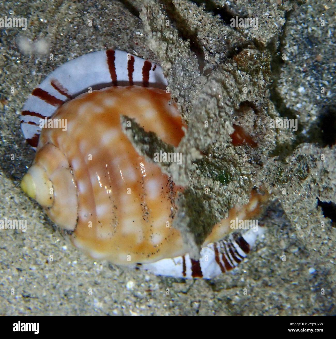 Pomum hi-res stock photography and images - Alamy