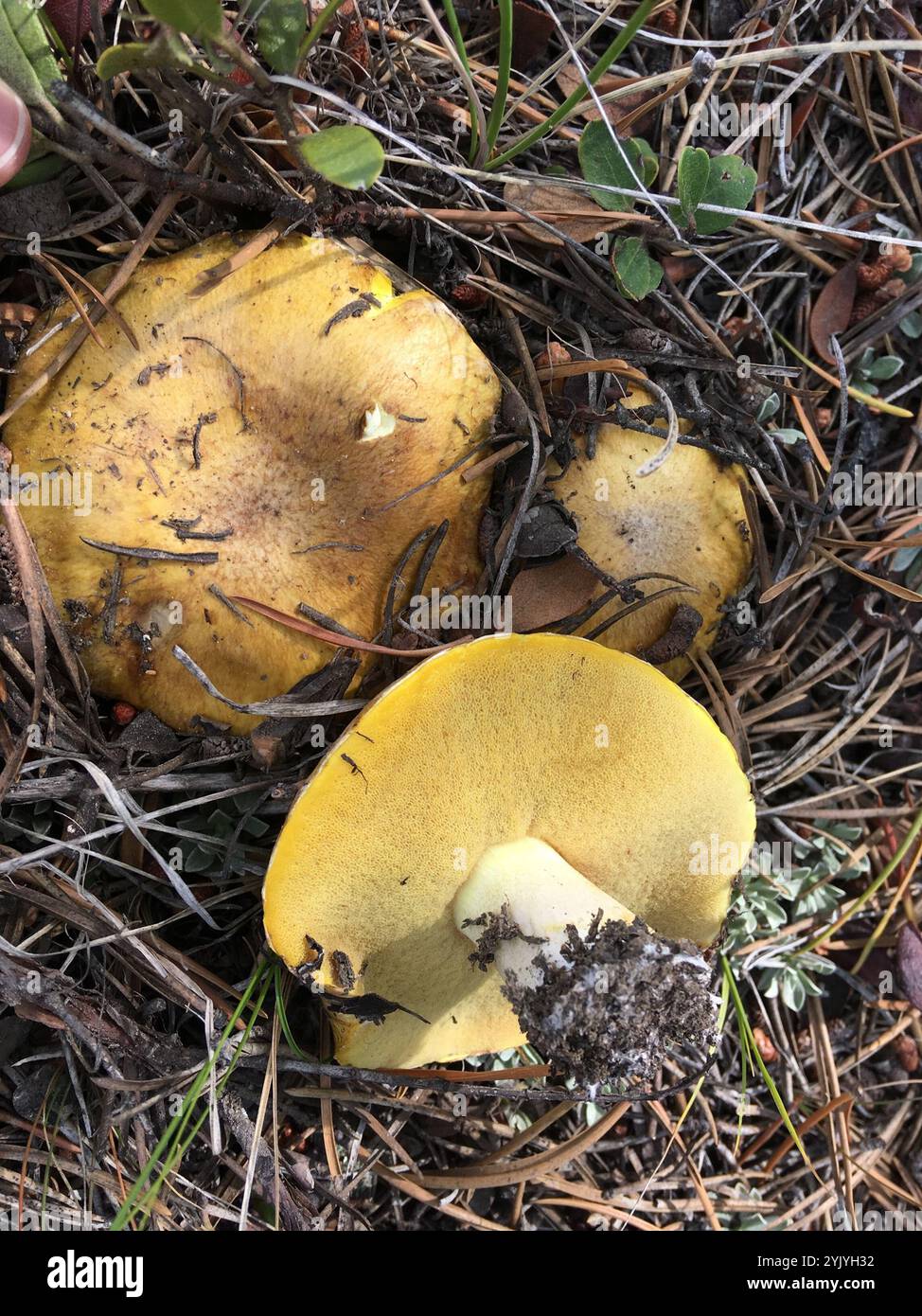 Short-stalked Suillus (Suillus brevipes Stock Photo - Alamy