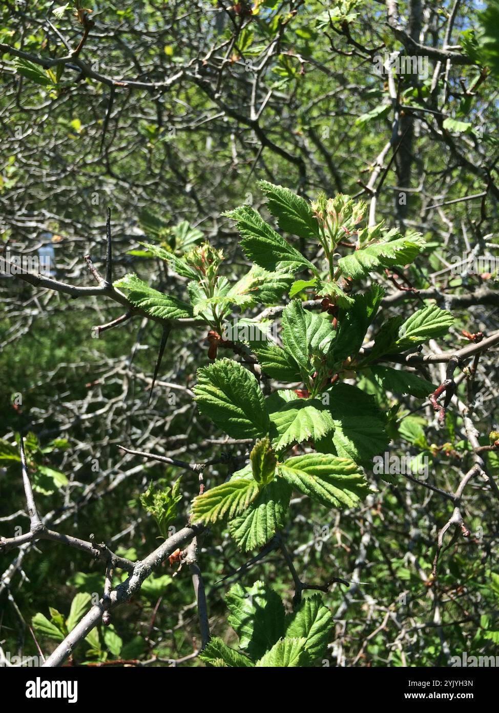 Large-thorn hawthorn (Crataegus macracantha Stock Photo - Alamy
