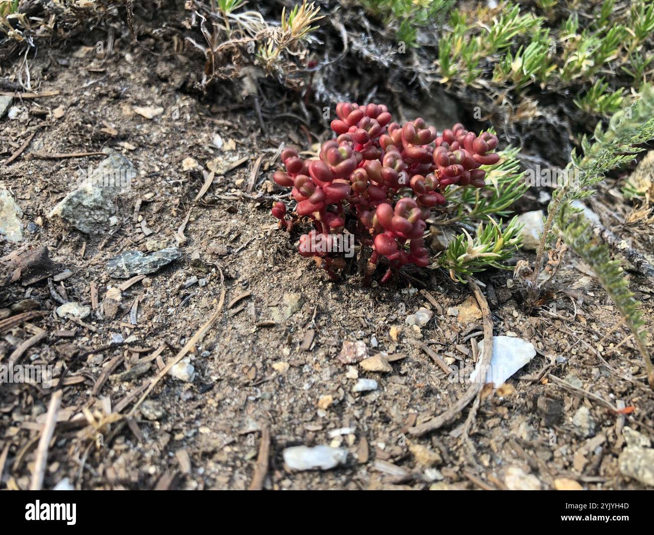 Pacific stonecrop (Sedum divergens Stock Photo - Alamy