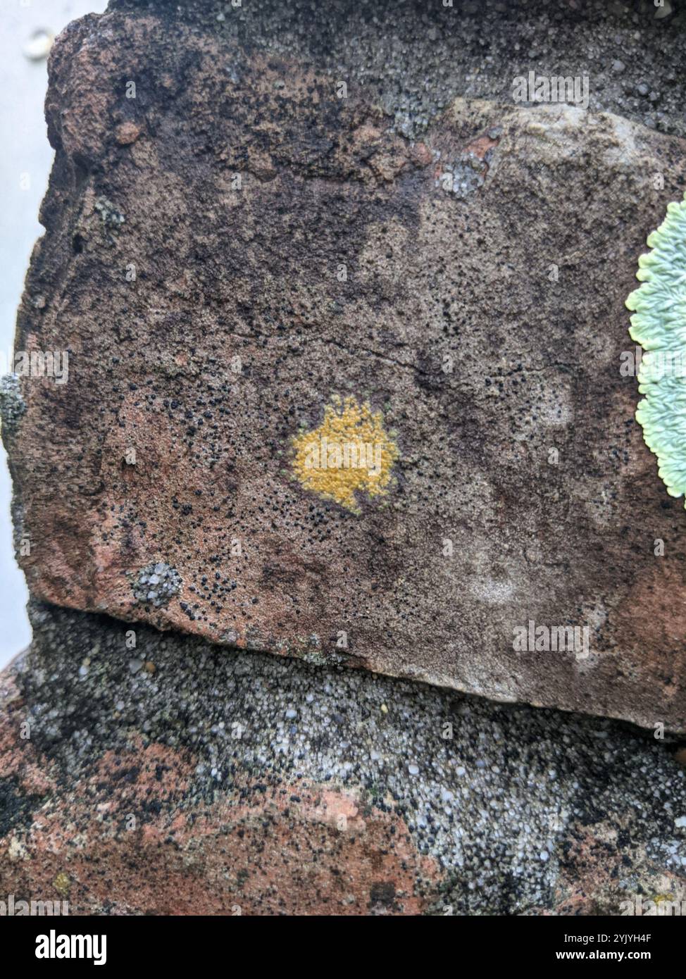 Sulphur Firedot (Gyalolechia flavovirescens Stock Photo - Alamy