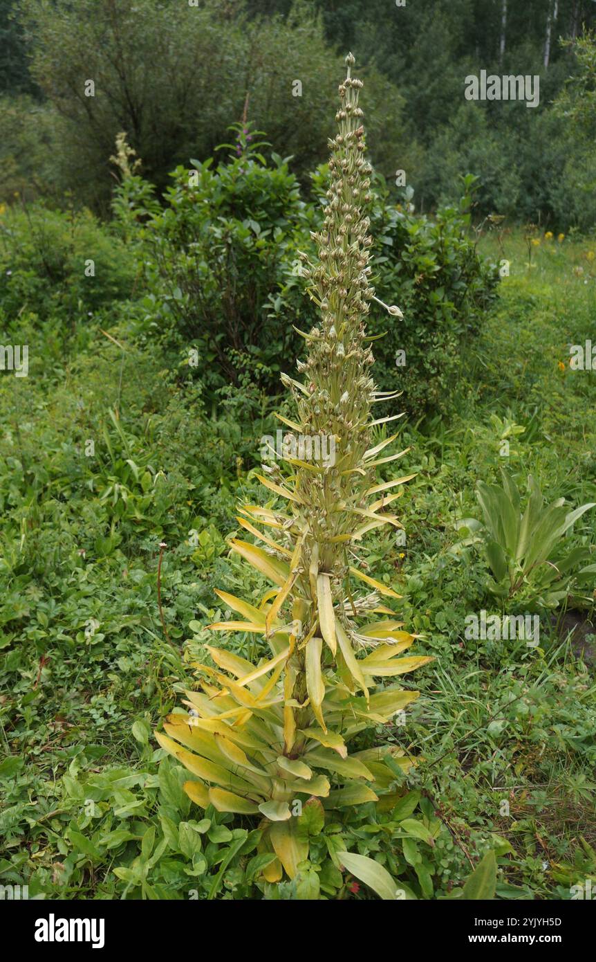 monument plant (Frasera speciosa Stock Photo - Alamy