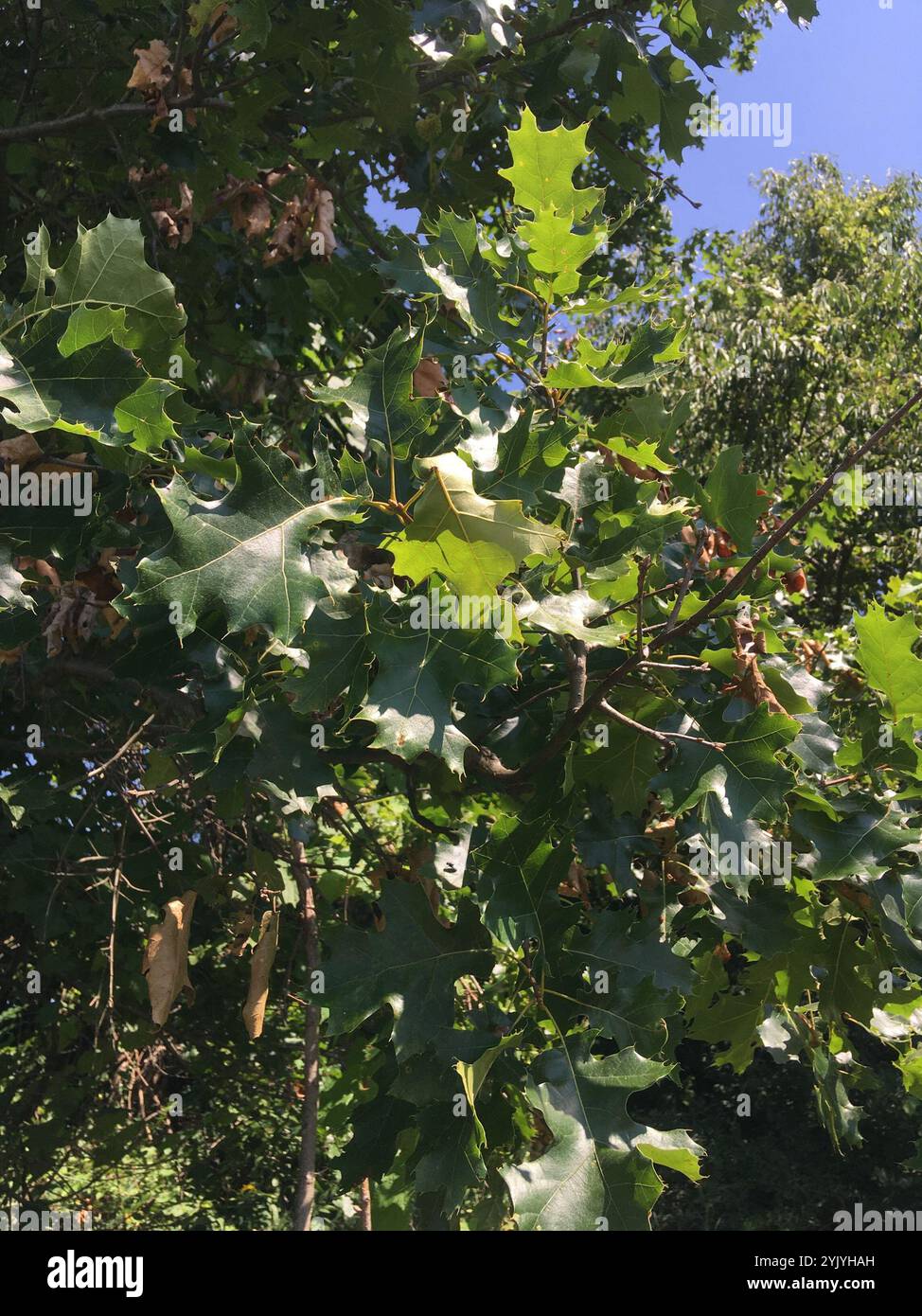 black oak (Quercus velutina Stock Photo - Alamy
