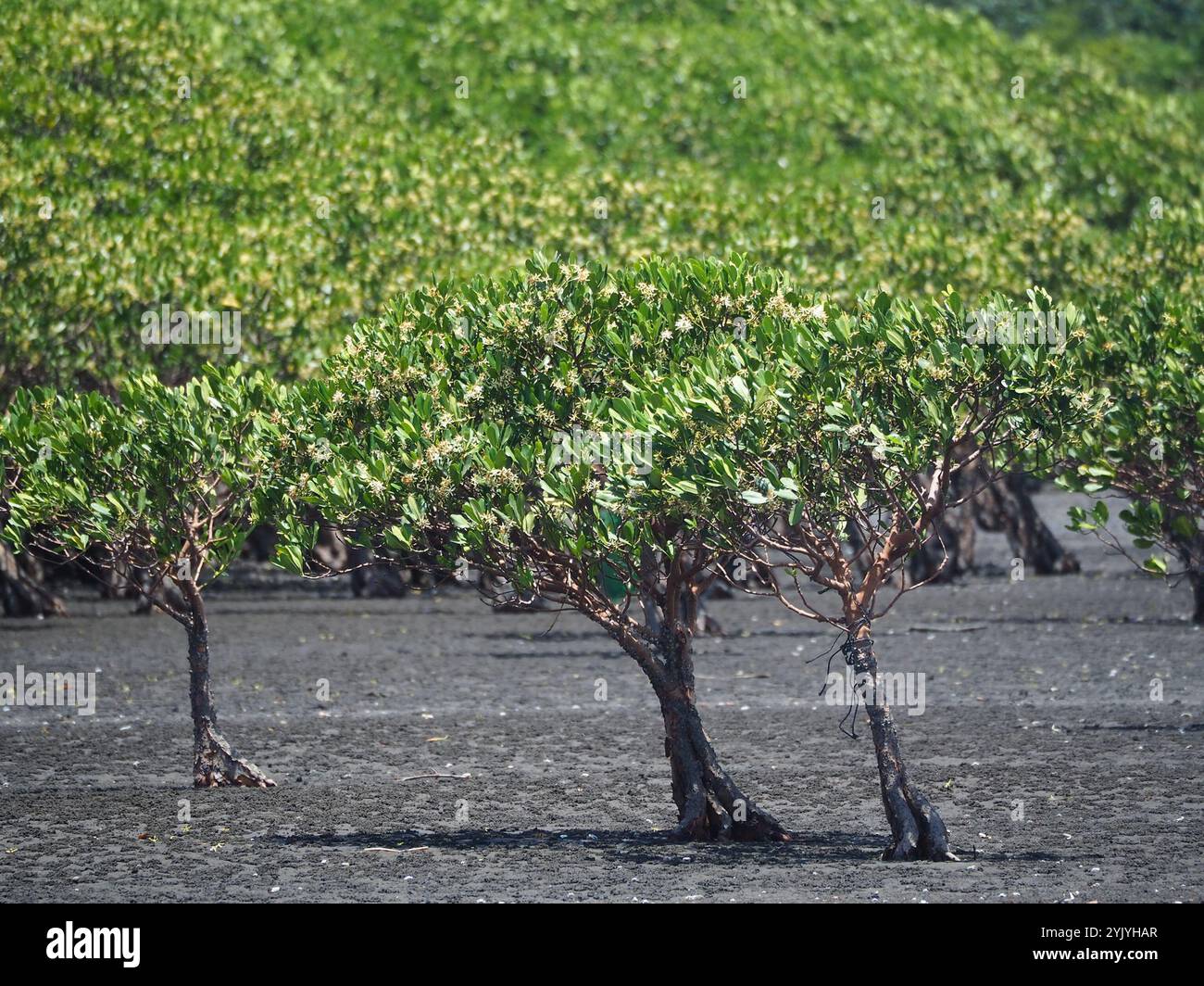 Kandelia hi-res stock photography and images - Alamy