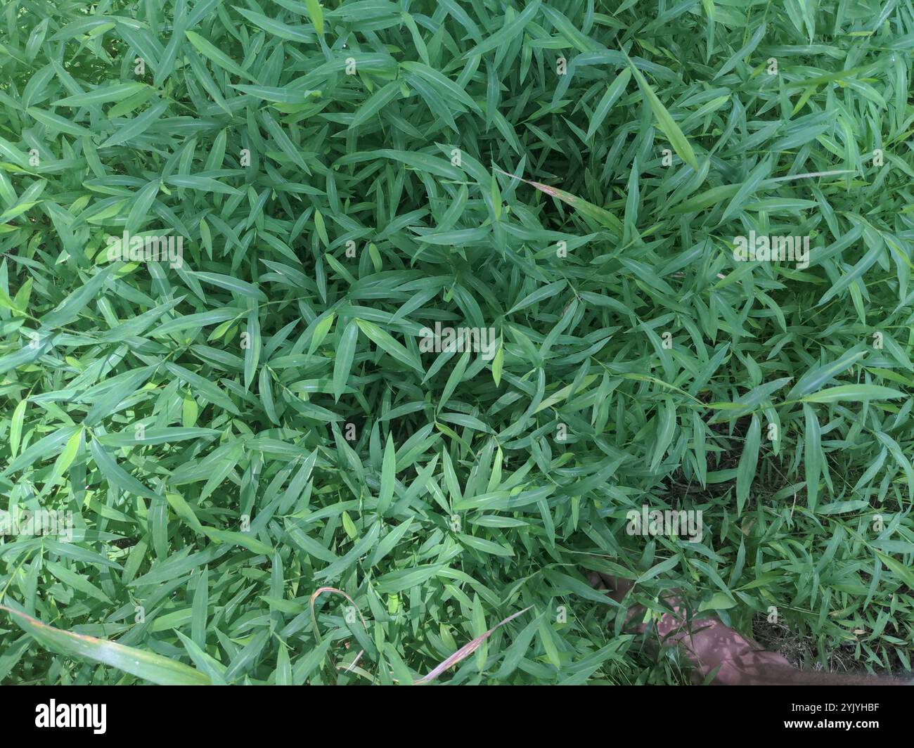 Japanese stiltgrass (Microstegium vimineum Stock Photo - Alamy