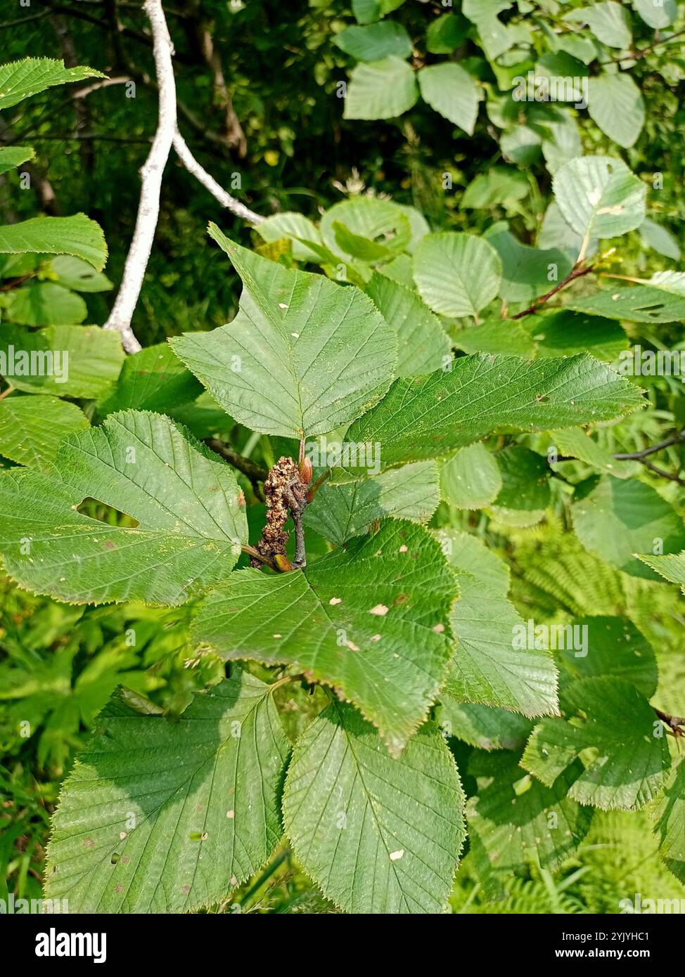 siberian alder (Alnus alnobetula fruticosa Stock Photo - Alamy