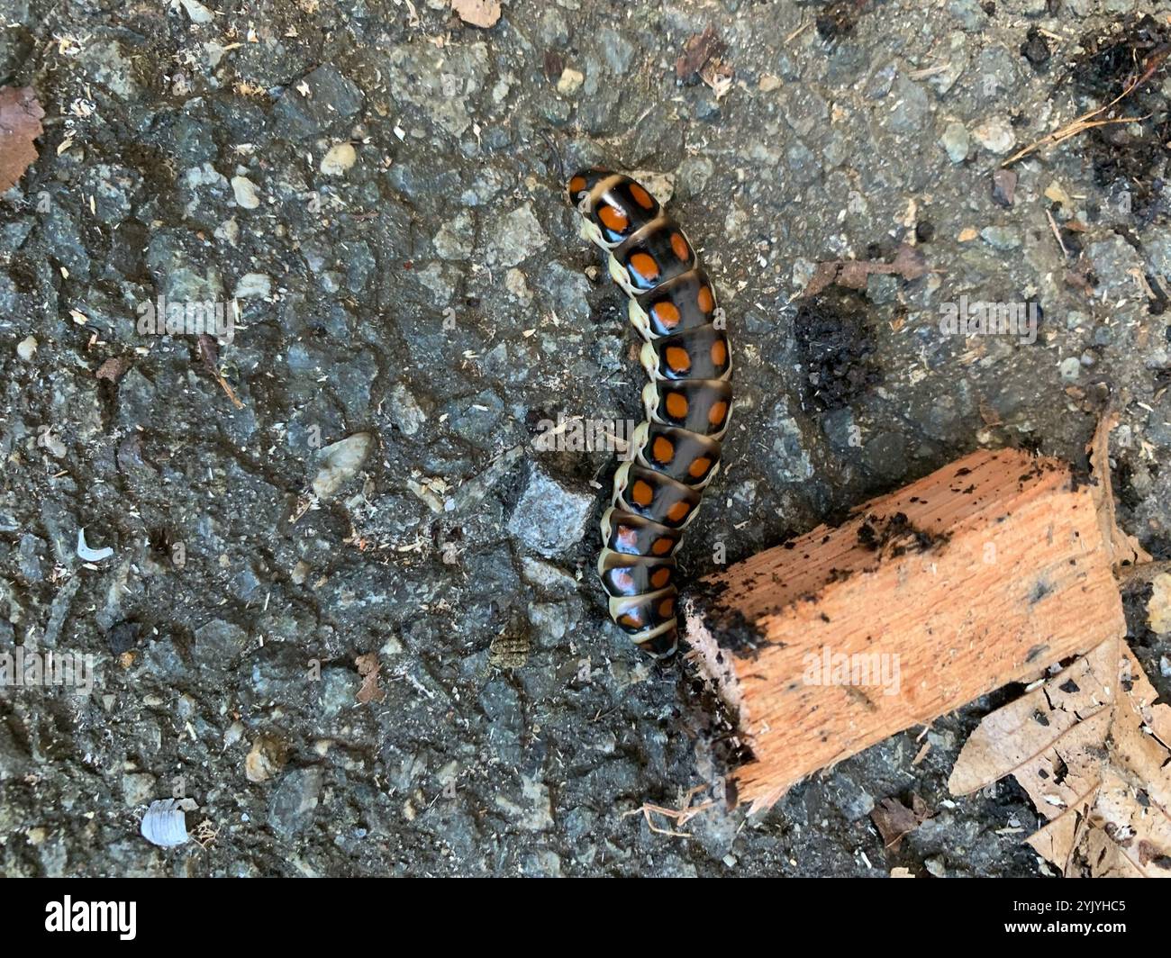 Phengodes hi-res stock photography and images - Alamy