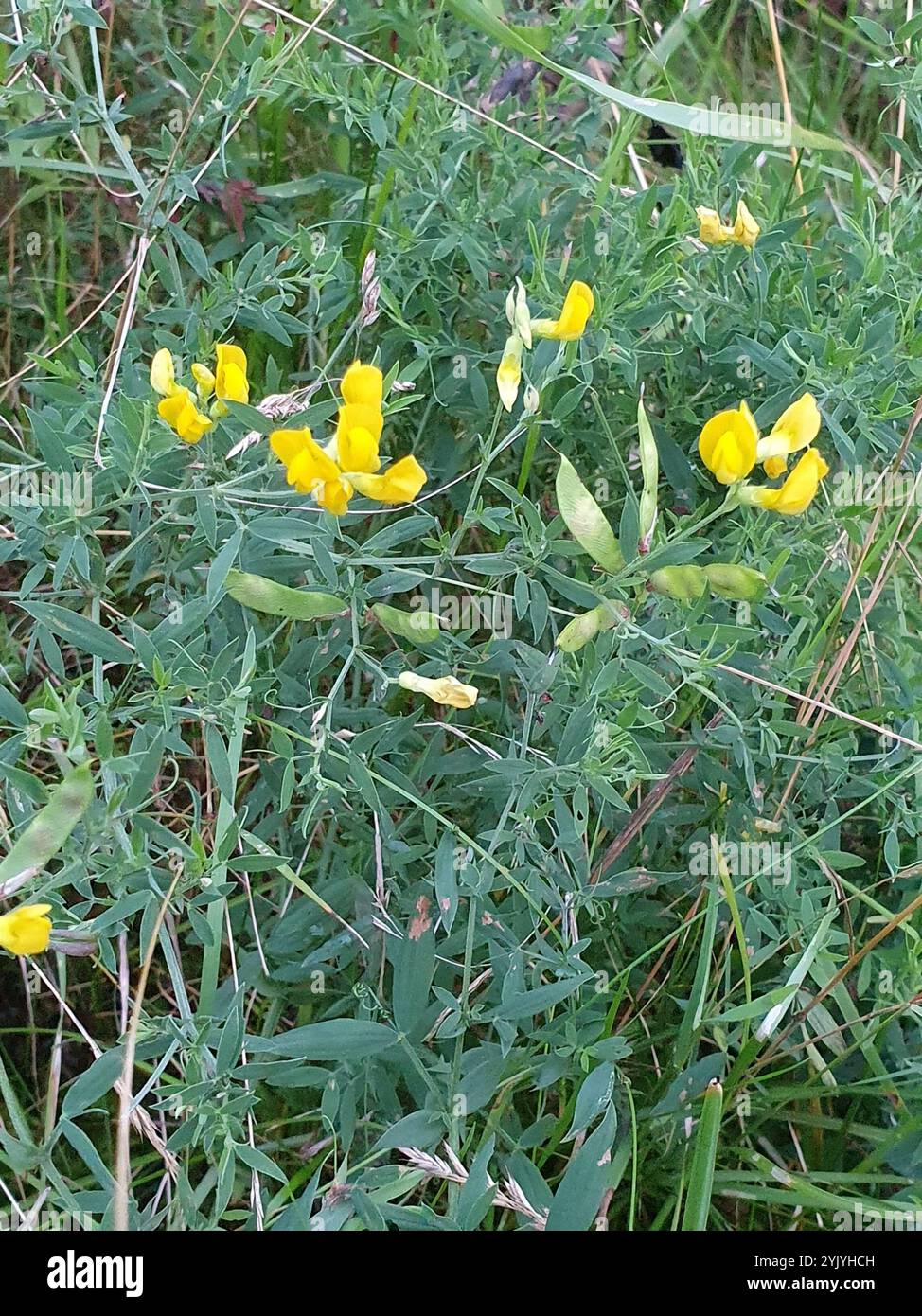 meadow pea (Lathyrus pratensis Stock Photo - Alamy