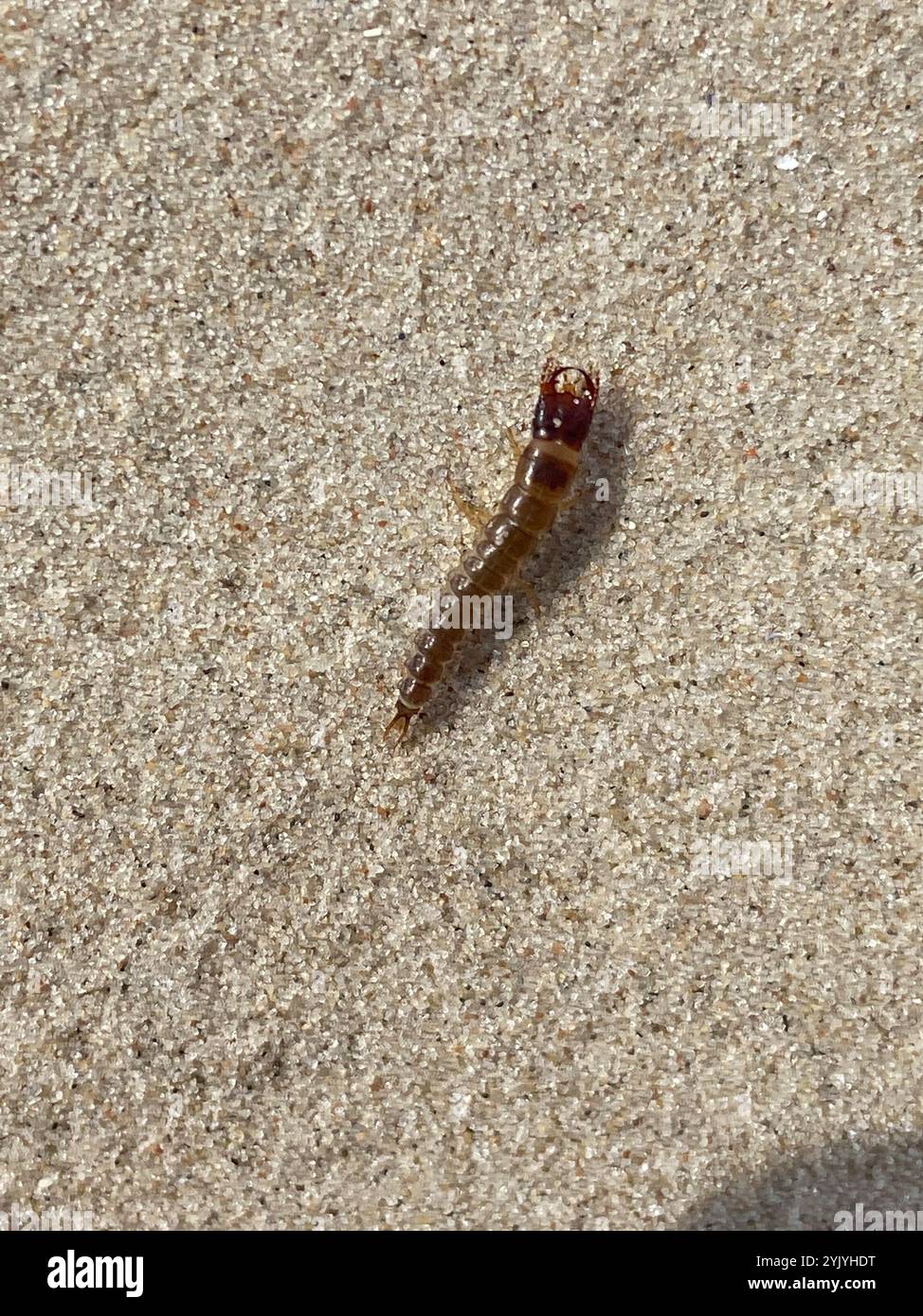 Broscus hi-res stock photography and images - Alamy