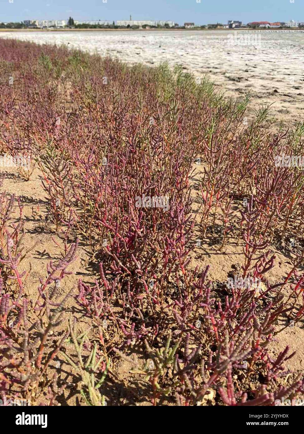 Jointed glasswort hi-res stock photography and images - Alamy