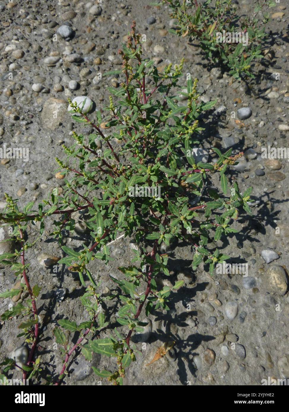 oak-leaved goosefoot (Oxybasis glauca Stock Photo - Alamy