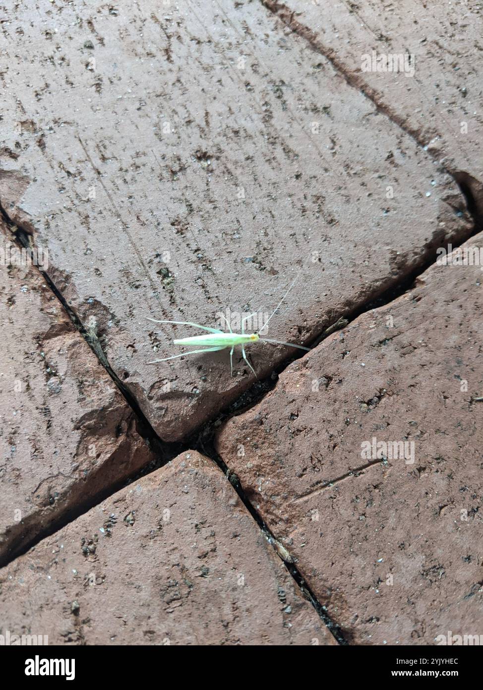 Common Tree Crickets (Oecanthus Stock Photo - Alamy